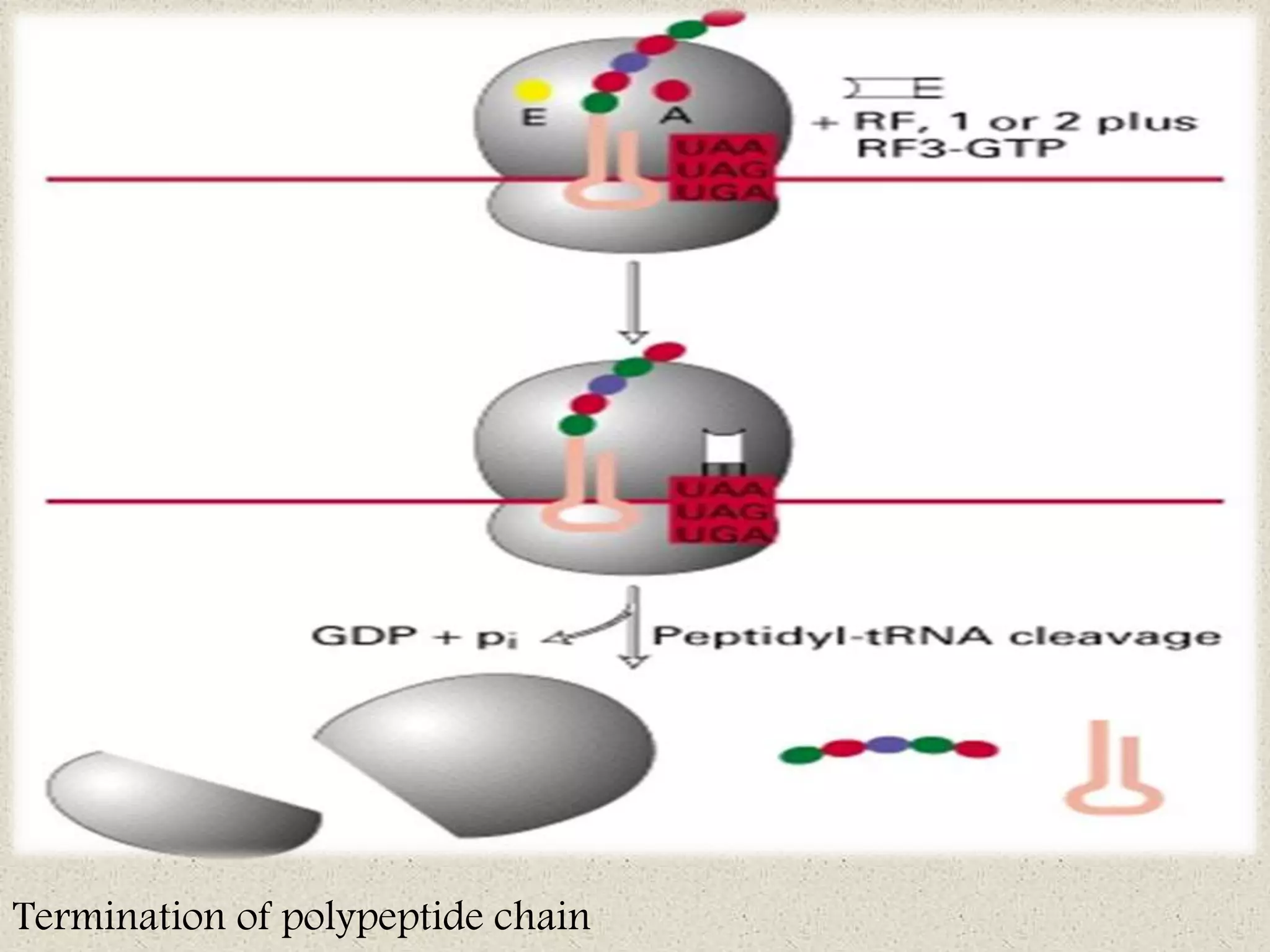 Prokaryotic translation machinery by kk | PPTX