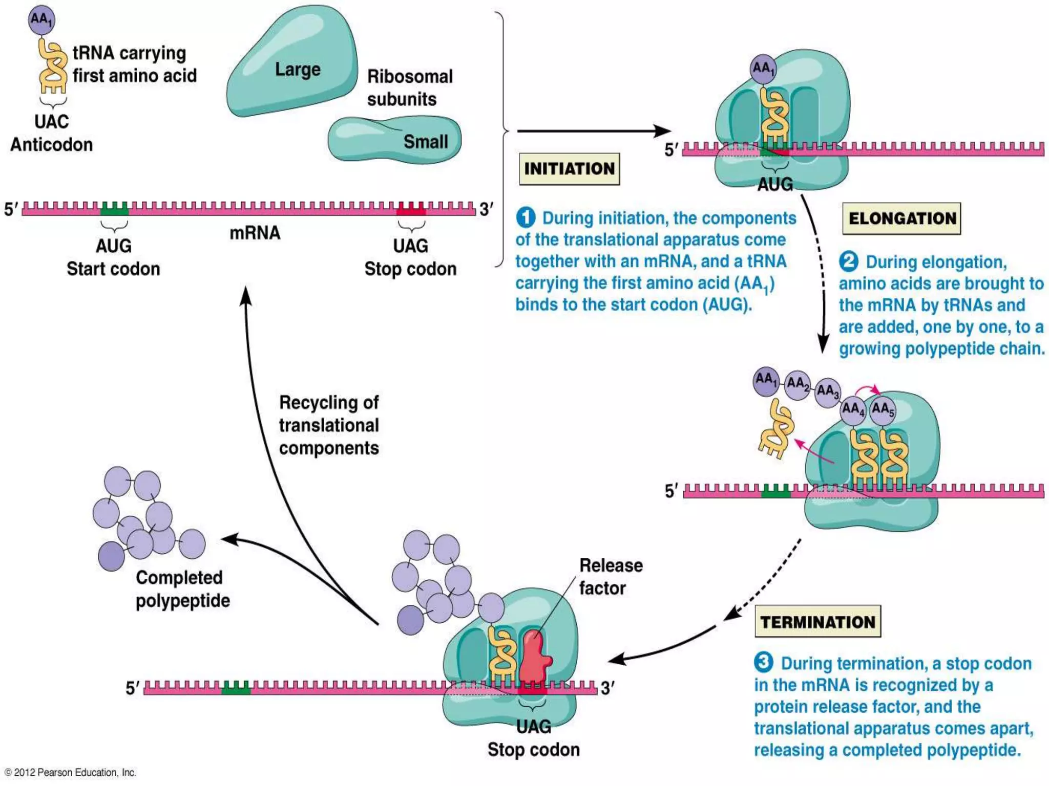 Prokaryotic translation machinery by kk | PPTX