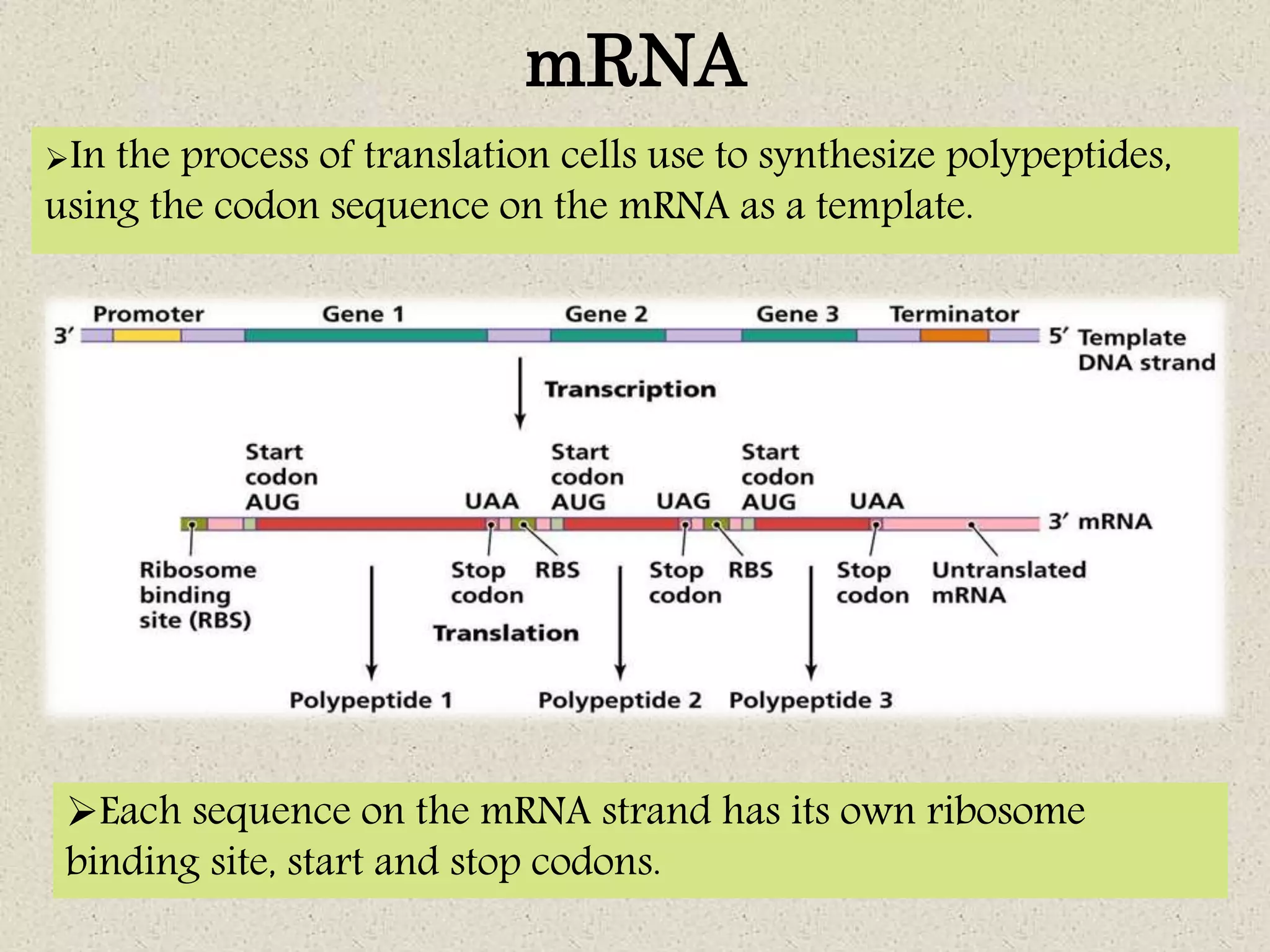 Prokaryotic translation machinery by kk | PPTX