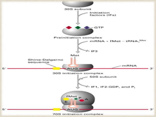 Prokaryotic translation machinery by kk | PPTX