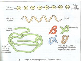 Prokaryotic translation machinery by kk | PPTX