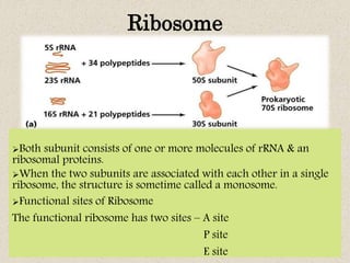 Prokaryotic translation machinery by kk | PPTX
