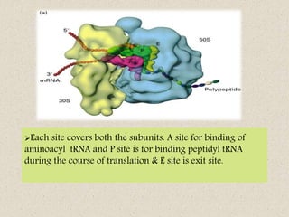 Prokaryotic translation machinery by kk | PPTX