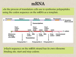Prokaryotic translation machinery by kk | PPTX