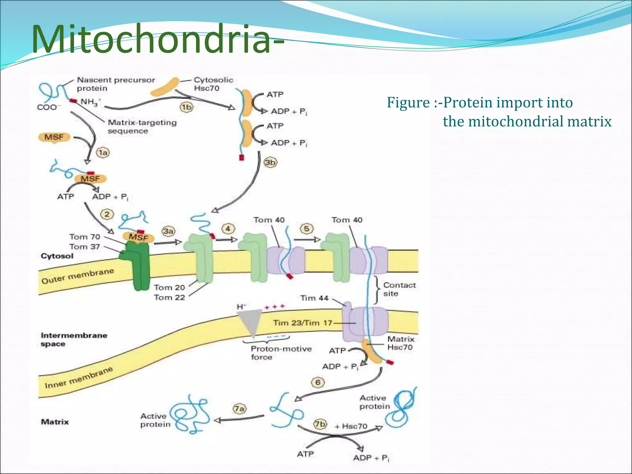 Protein sorting and targeting | PPT