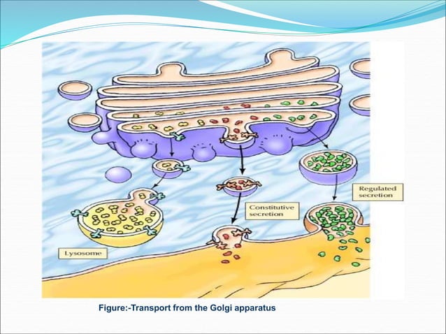 Protein sorting and targeting | PPT