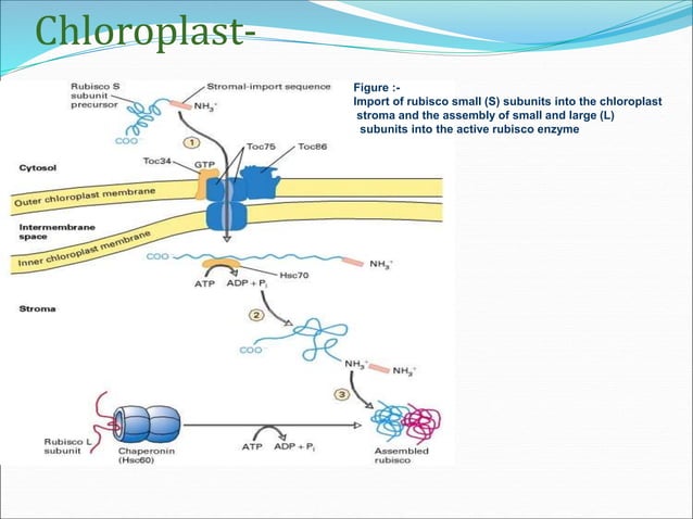 Protein sorting and targeting | PPT