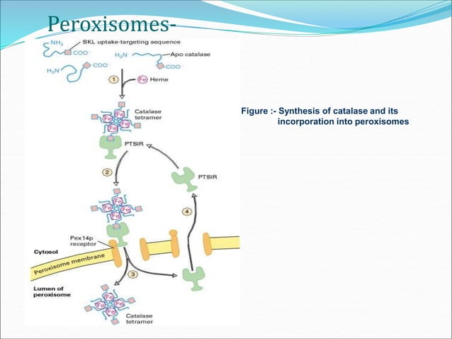 Protein sorting and targeting | PPT
