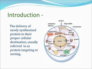 Protein sorting and targeting | PPT