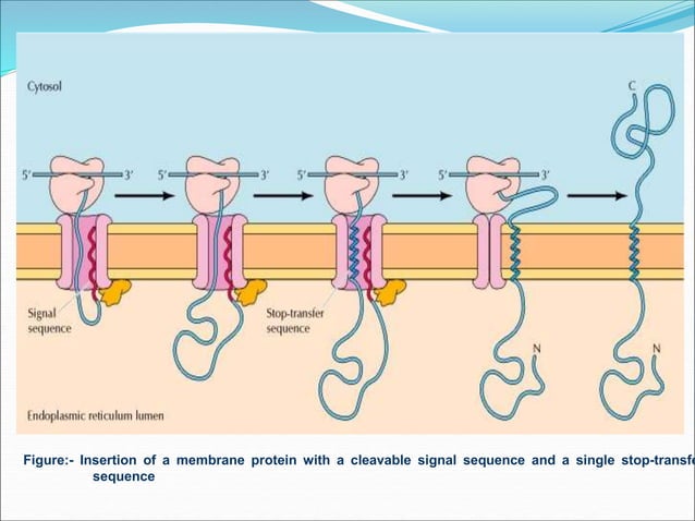 Protein sorting and targeting | PPT