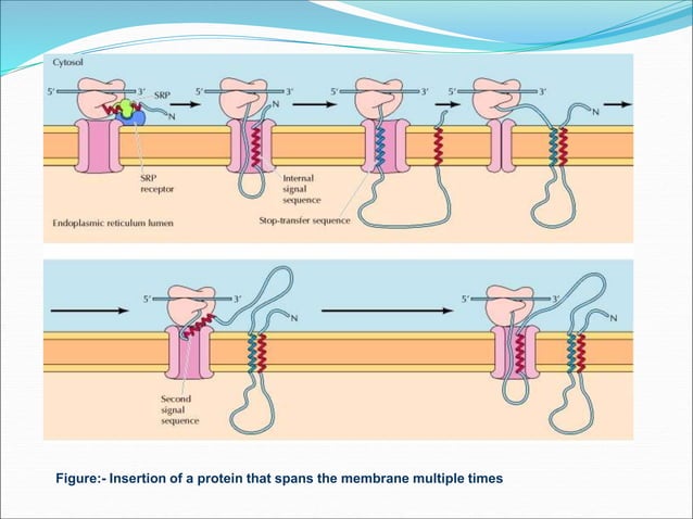 Protein sorting and targeting | PPT