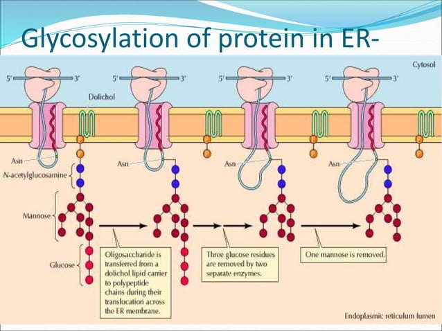 Protein sorting and targeting | PPT