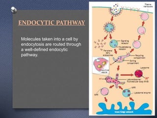 Recepter mediated endocytosis by kk ashu | PPT