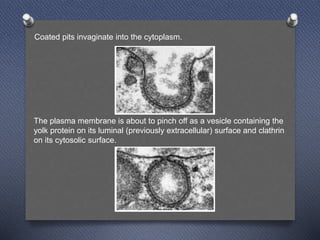 Receptor Mediated Endocytosis Micrograph