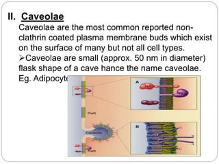 Receptor mediated endocytosis by kk | PPTX
