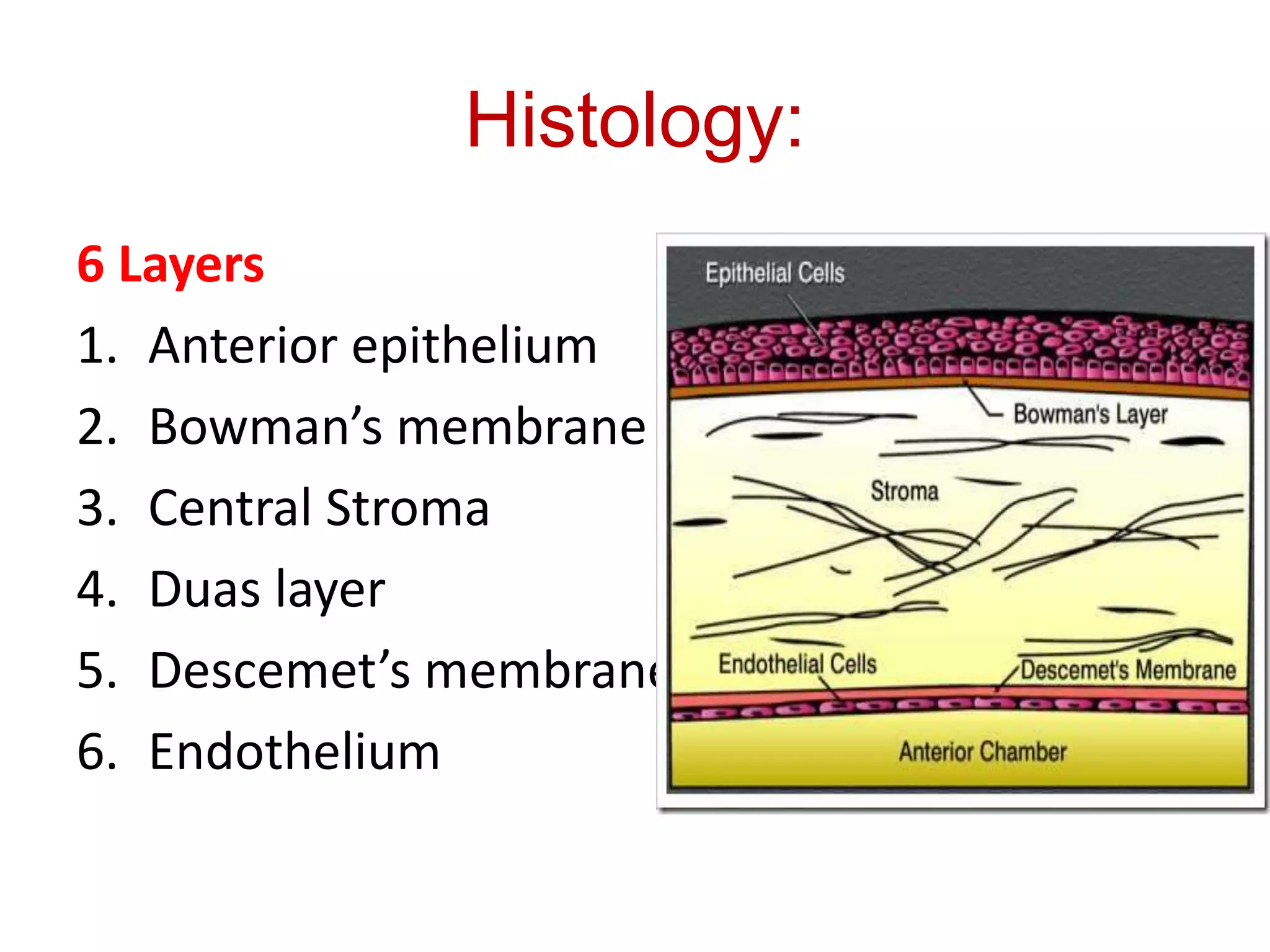 Anatomy of cornea | PPTX