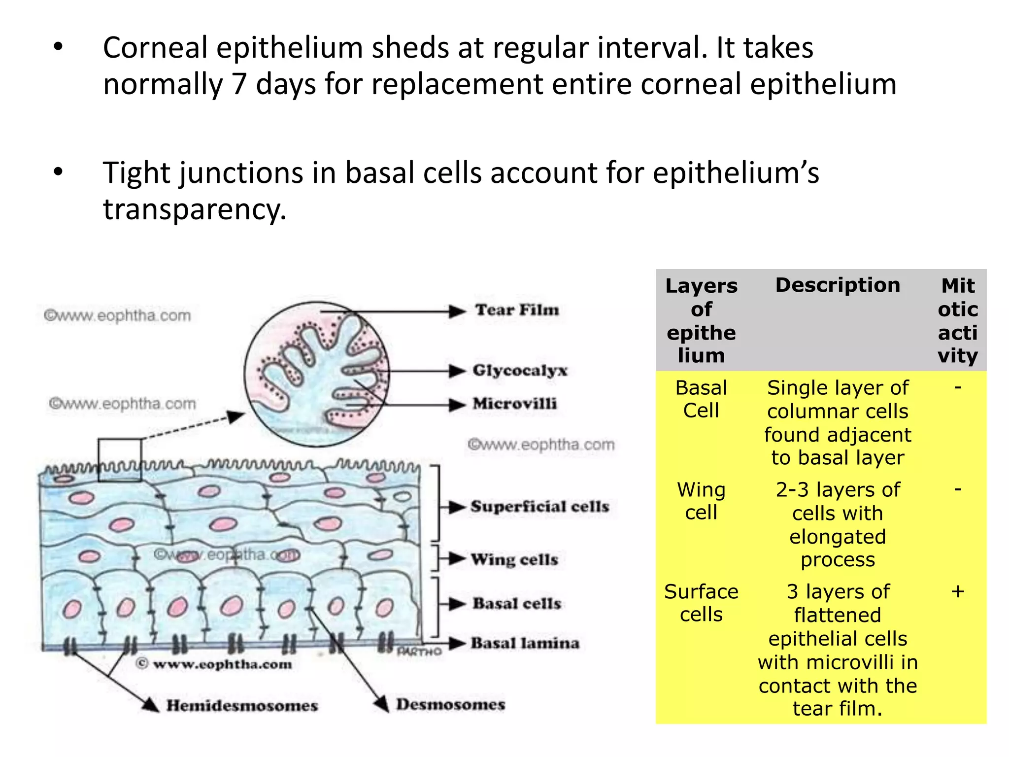 Anatomy of cornea | PPTX