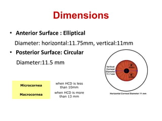 Anatomy of cornea | PPTX