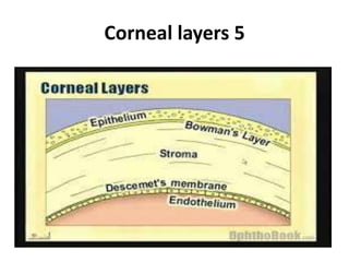 Anatomy of cornea | PPTX