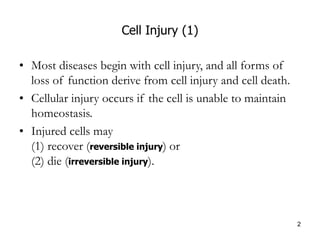 Cell injury | PPT