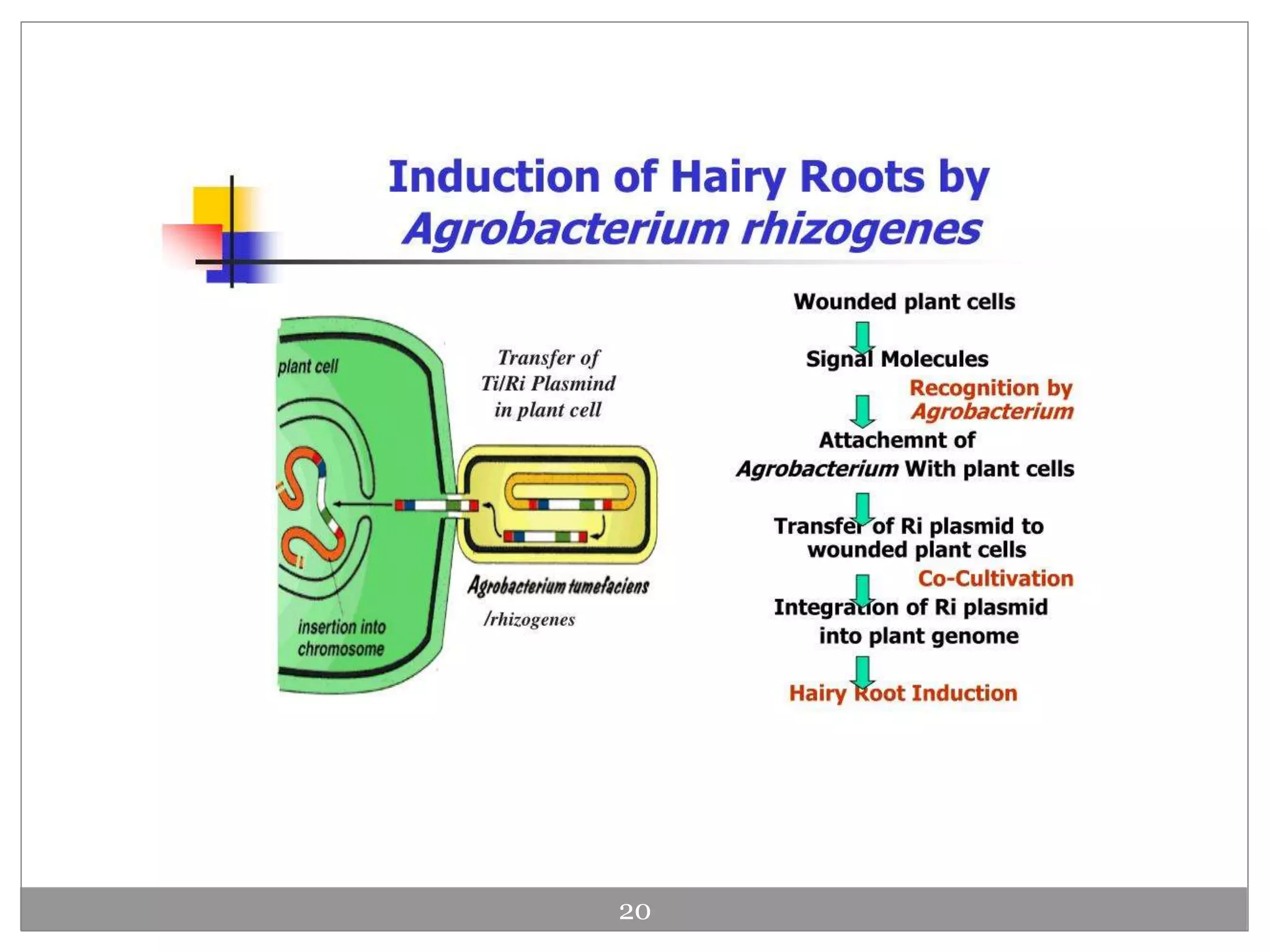 2.1 formation of abnormal structures in plants | PPTX
