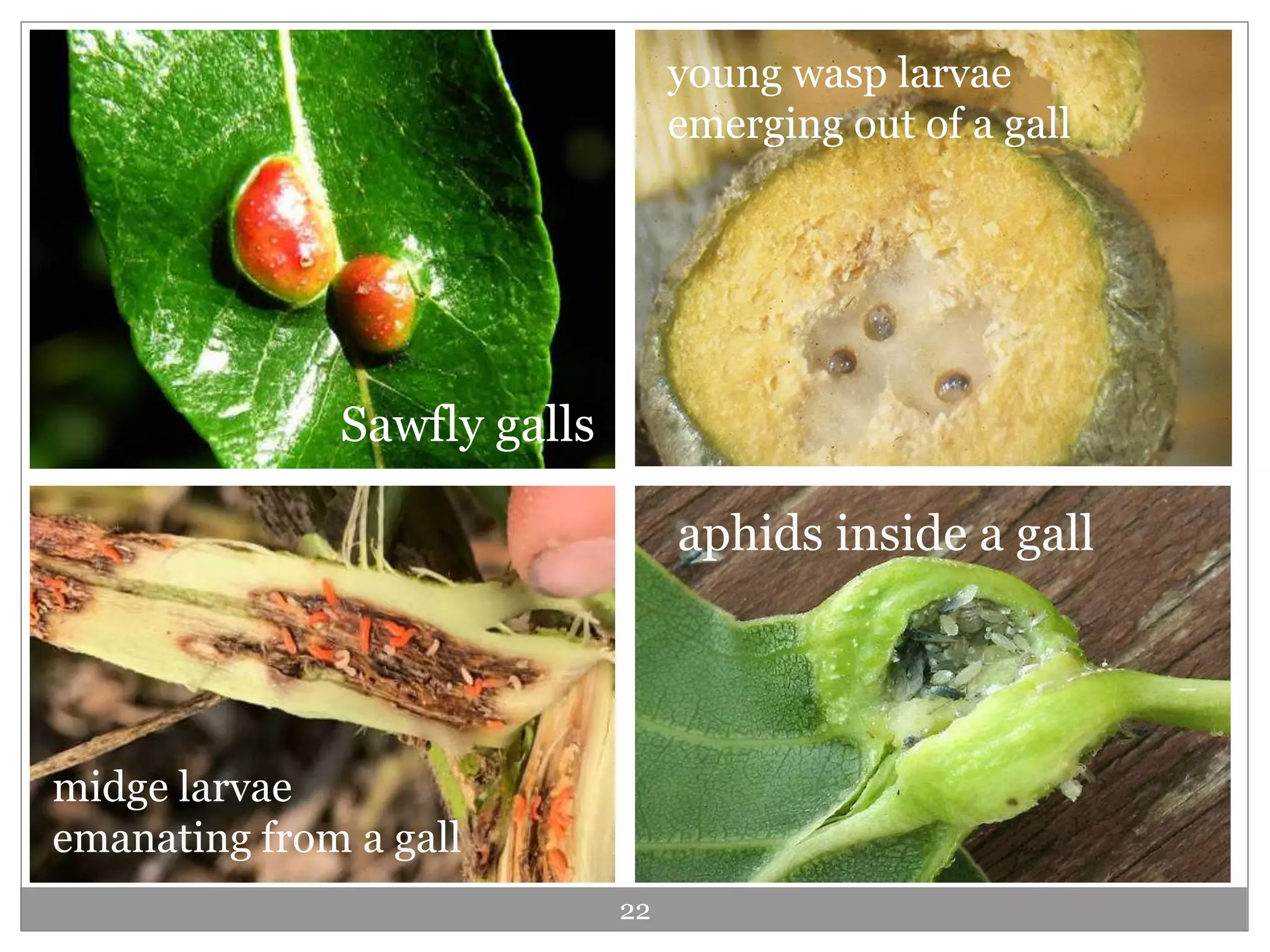2.1 formation of abnormal structures in plants | PPTX