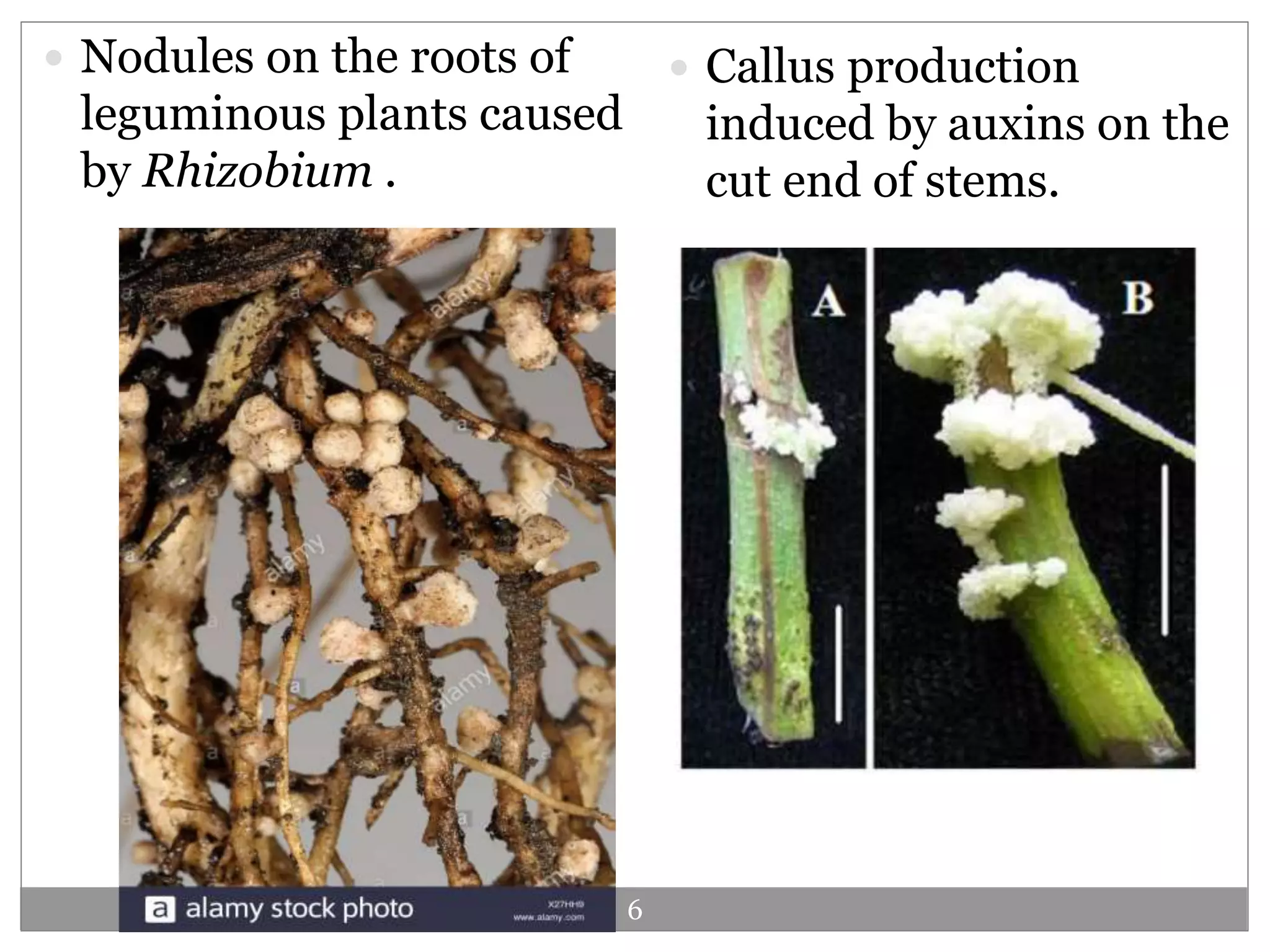2.1 formation of abnormal structures in plants | PPTX