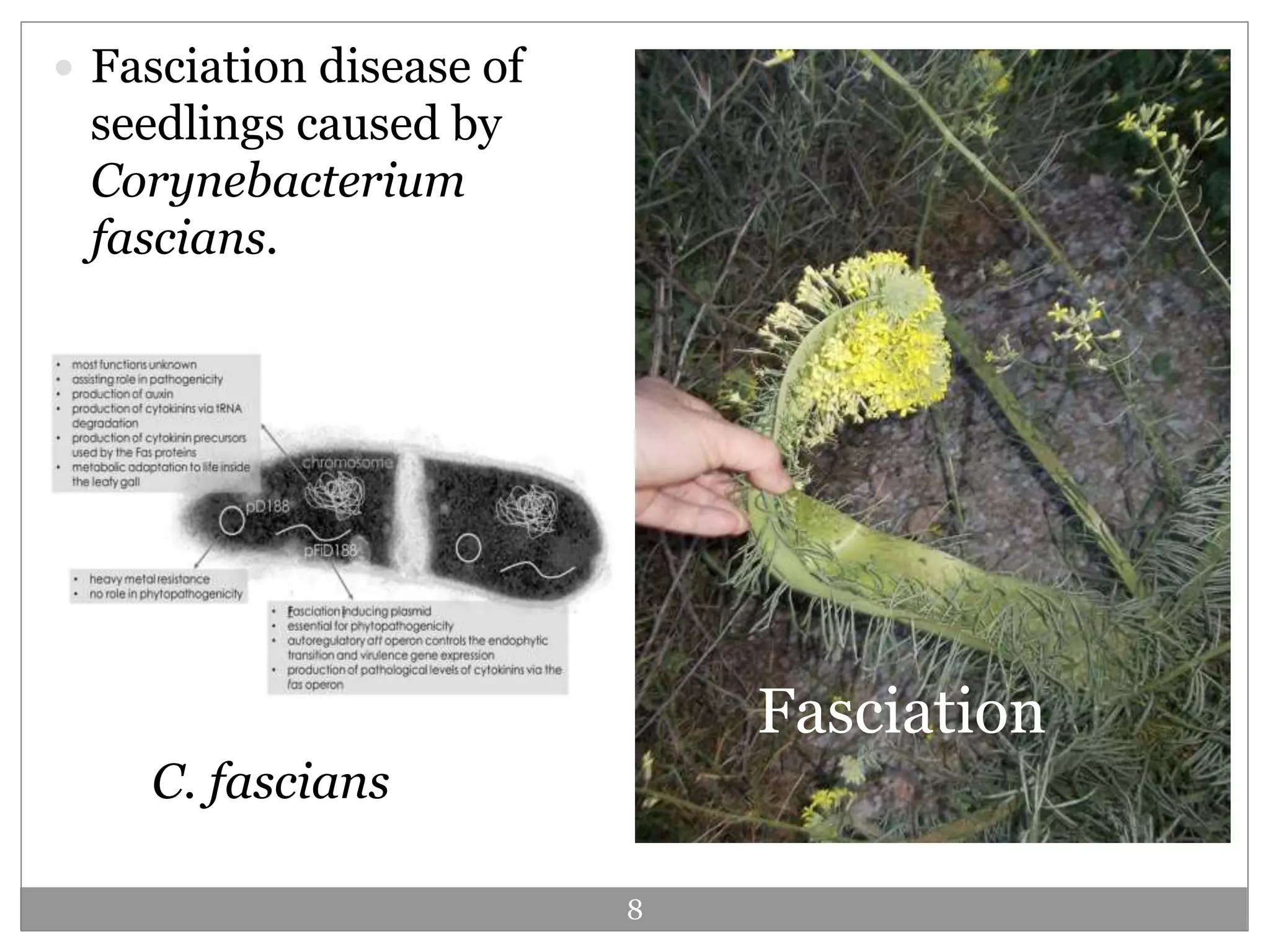 2.1 formation of abnormal structures in plants | PPTX