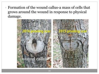 2.1 formation of abnormal structures in plants | PPTX