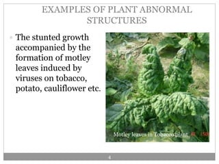 2.1 formation of abnormal structures in plants | PPTX