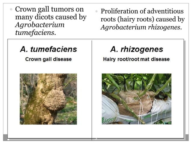 2.1 formation of abnormal structures in plants | PPT