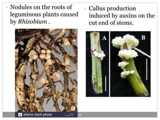 2.1 formation of abnormal structures in plants | PPTX