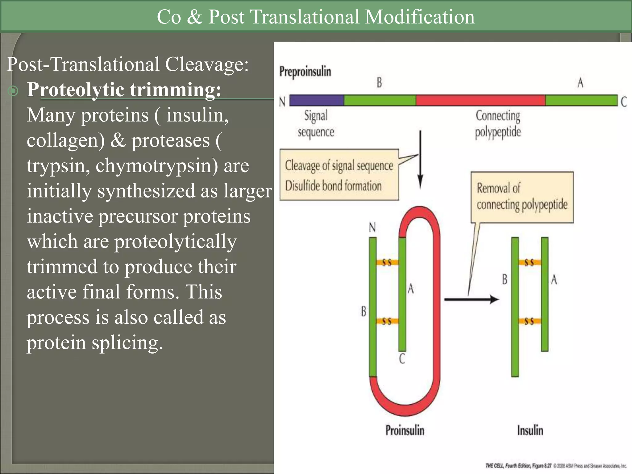 co and post translation modification | PPT