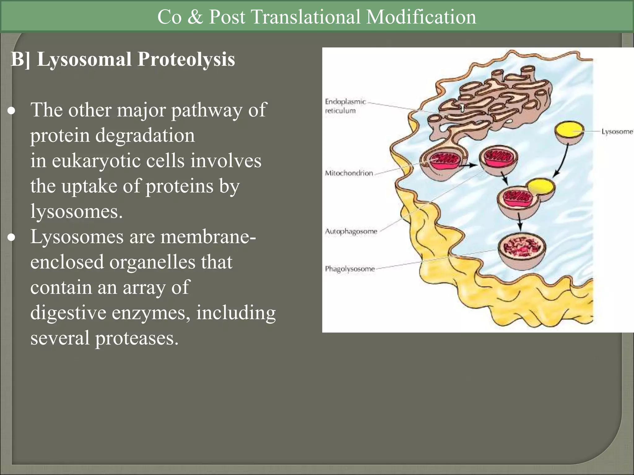co and post translation modification | PPT