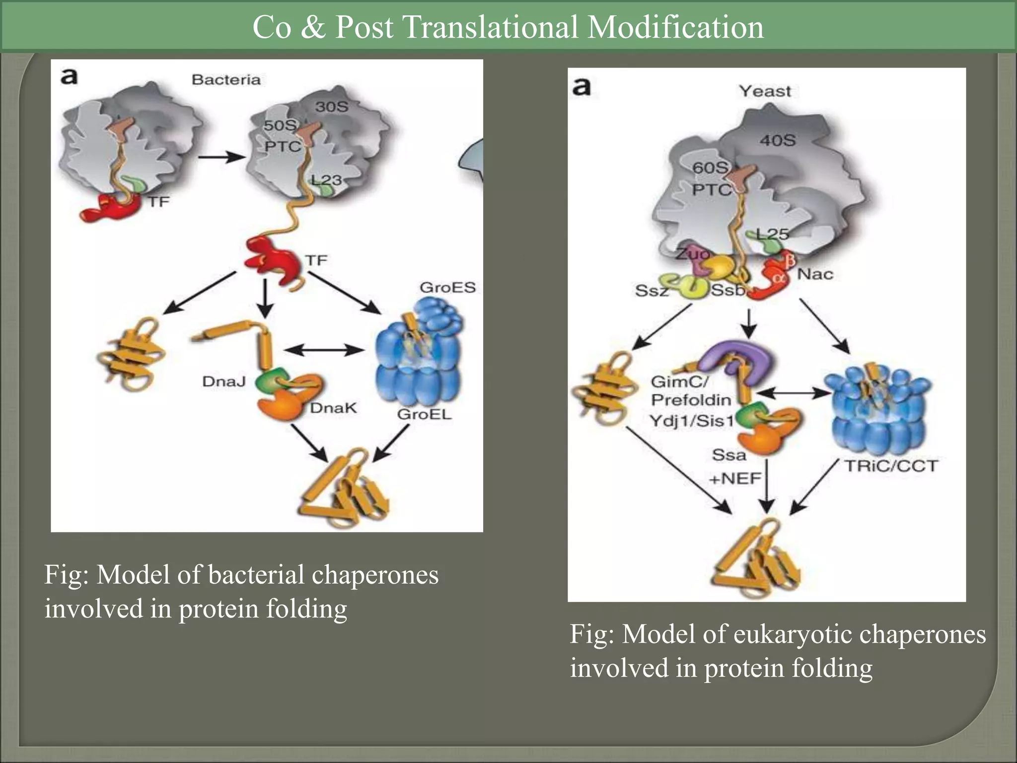 co and post translation modification | PPT