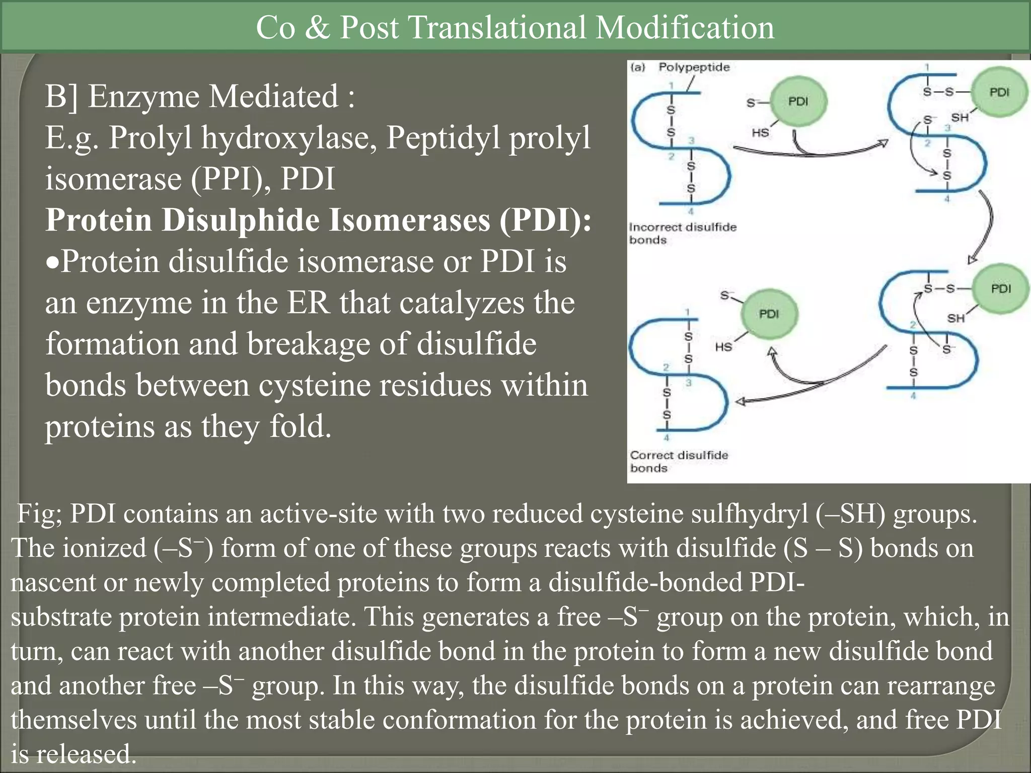 co and post translation modification | PPT