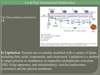 co and post translation modification | PPT