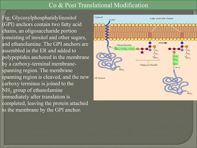 co and post translation modification | PPT