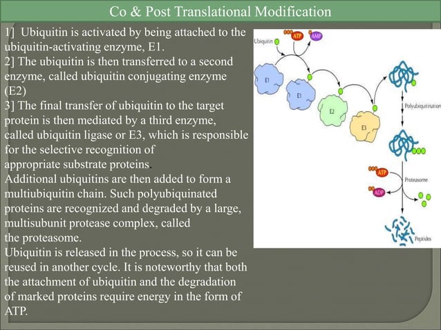 co and post translation modification | PPT