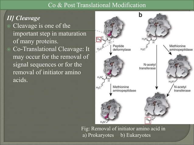 co and post translation modification | PPT