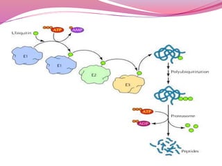 co and post translation modification, by | PPT