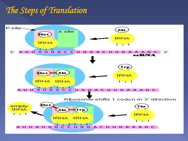 translation cycle, protein synnthesis | PPT