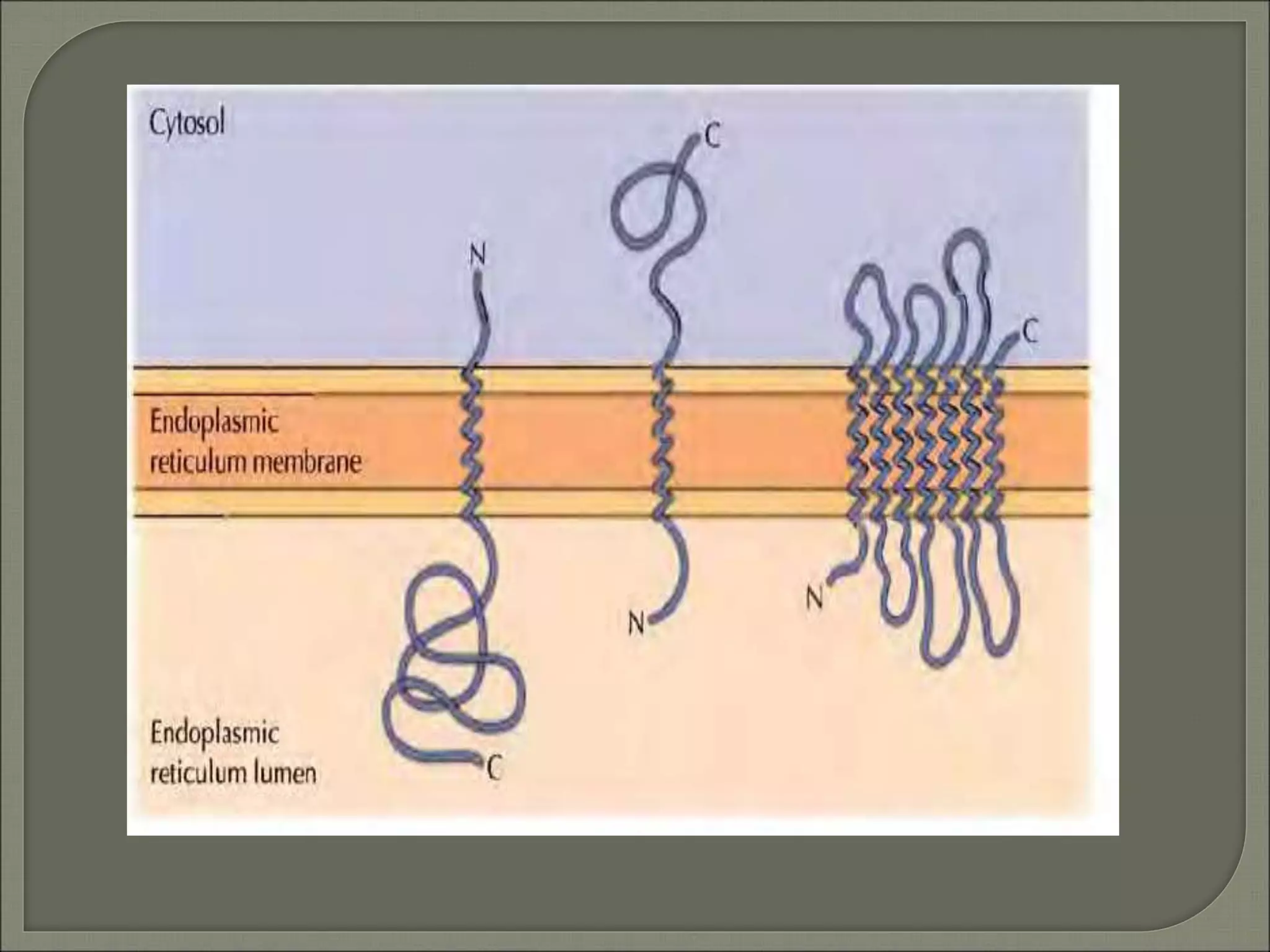 membrane protein, synthesis by | PPT