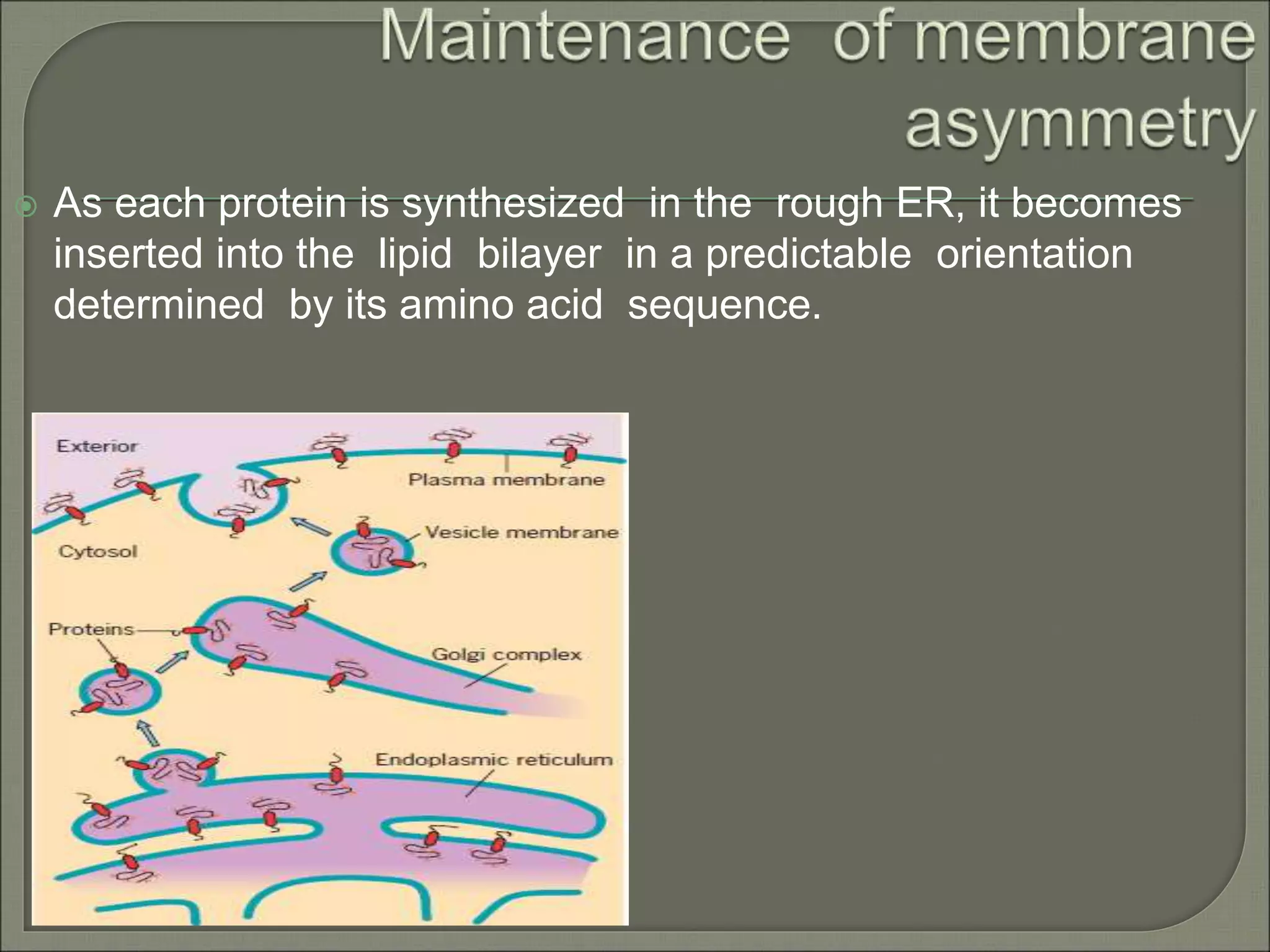 membrane protein, synthesis by | PPT