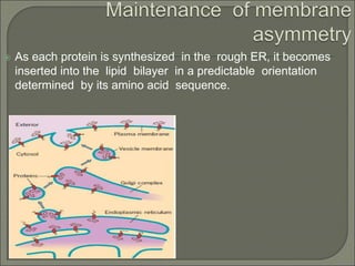 membrane protein, synthesis by | PPT