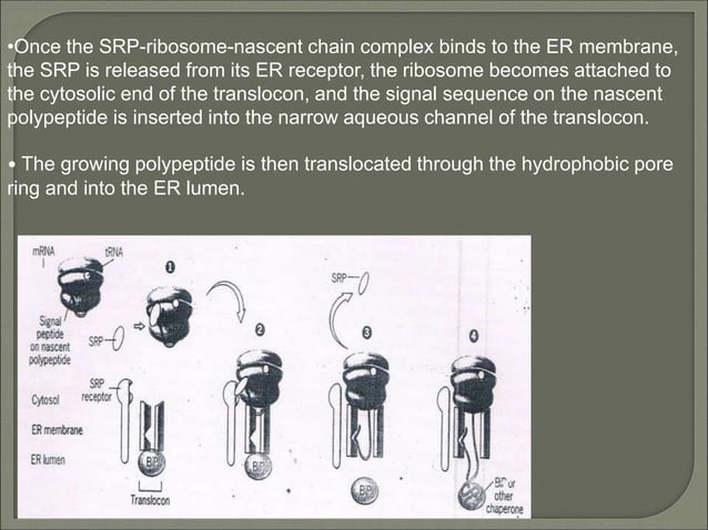 membrane protein, synthesis by | PPT