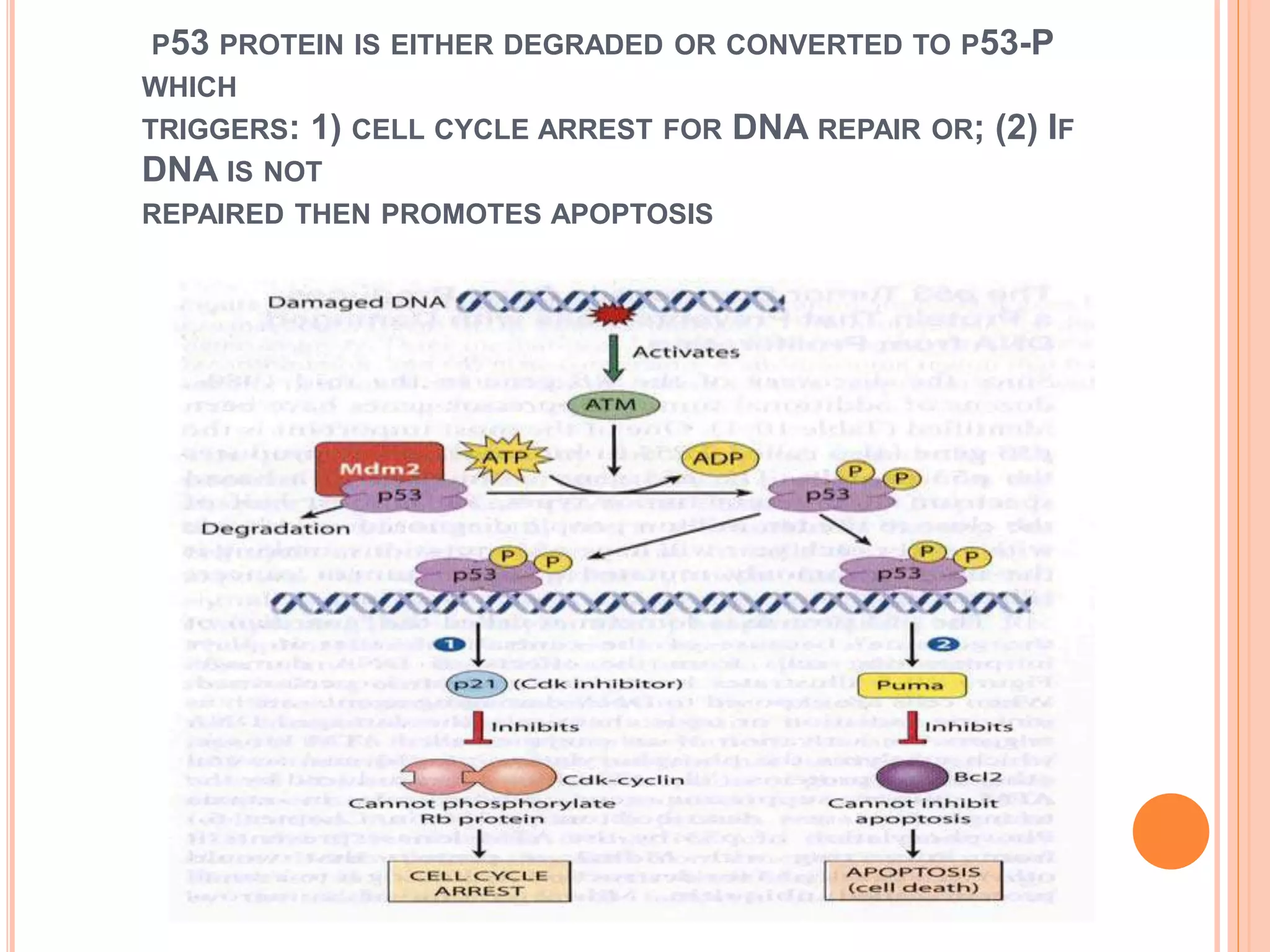 tumor suppressor gene, prb, p53 | PPT