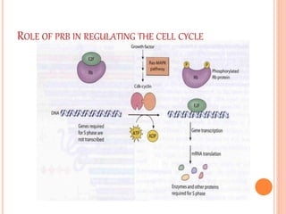tumor suppressor gene, prb, p53 | PPT