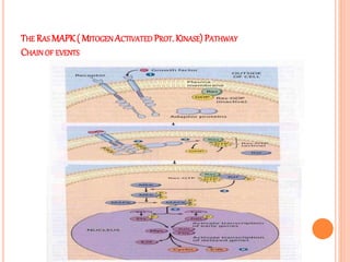 tumor suppressor gene, prb, p53 | PPT