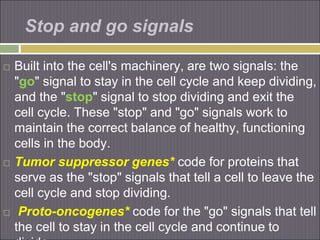 tumor suppressor gene by | PPT